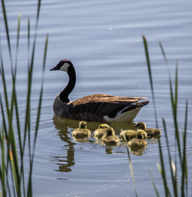 Baby geese start life on NE Campus – The Collegian